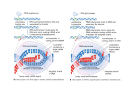 Protein synthesis (transcription/translation) - complete lesson (GCSE 1 ...