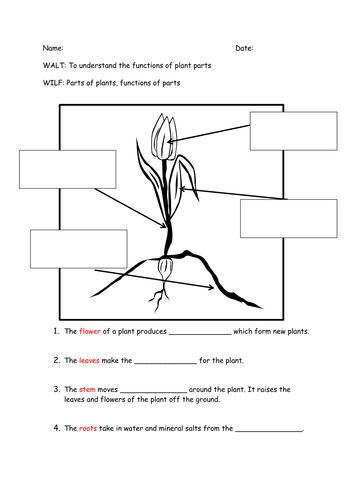 Mini Science test- Parts of a plant | Teaching Resources