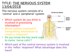 The nervous system - complete lesson (GCSE 1-9) | Teaching Resources