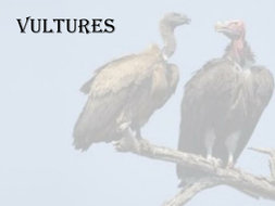 Outstanding lesson on poem 'Vultures' | Teaching Resources