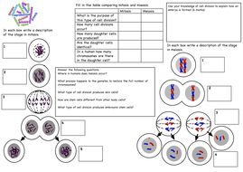Cell division GCSE revision worksheet | Teaching Resources
