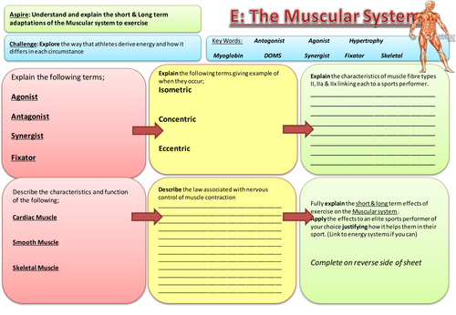 Btec Sport 2016 NEW SPEC UNIT 1 - B: Muscular System | Teaching Resources