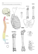 GCSE PE Edexcel NEW SPEC - Classification of Bones | Teaching Resources