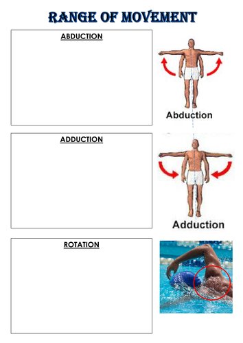 AQA GCSE PE (2016 specification) Anatomy & physiology - The Musco ...