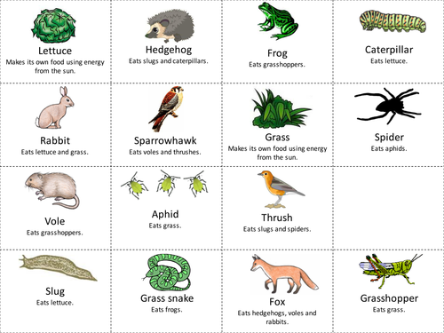 Adaptations and Food Chain New AQA GCSE Full Lesson | Teaching Resources