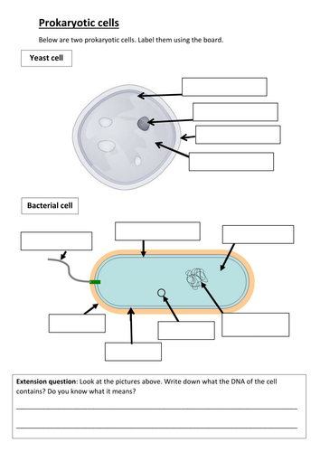 9-1 Prokaryotic and Eukaryotic cells | Teaching Resources