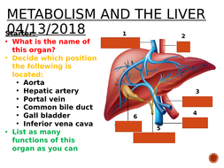 Metabolism and the liver - complete lesson (GCSE 1-9) | Teaching Resources