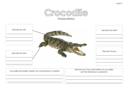 Crocodiles - Reading Comprehension | Teaching Resources