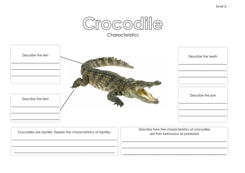 Crocodiles - Reading Comprehension | Teaching Resources
