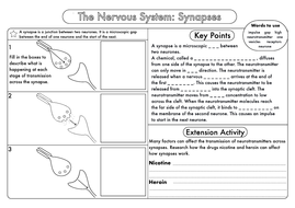 GCSE Biology: Synapse Worksheet by beckystoke | Teaching Resources