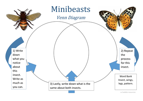Minibeast Venn Diagrams | Teaching Resources
