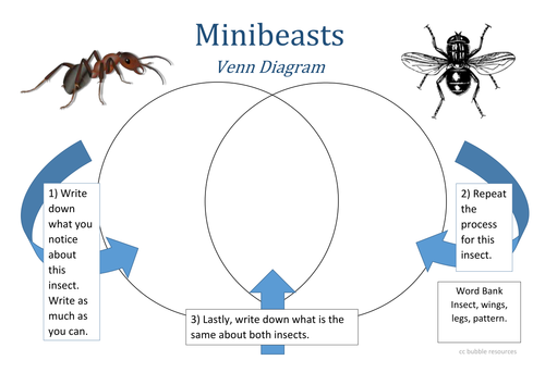 Minibeast Venn Diagrams | Teaching Resources