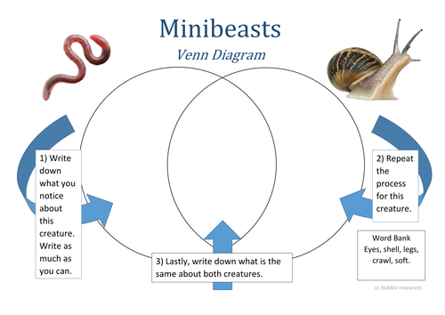 Minibeast Venn Diagrams | Teaching Resources