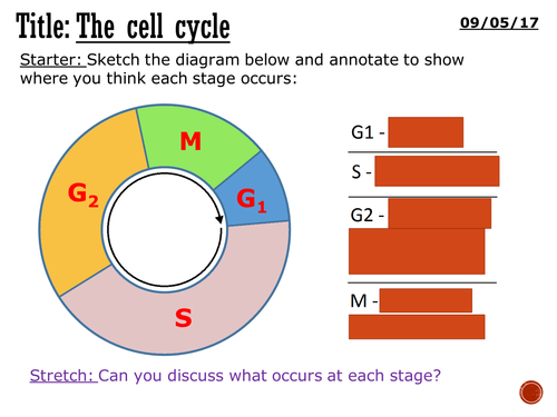 The cell cycle - complete lesson (AS/A2) | Teaching Resources