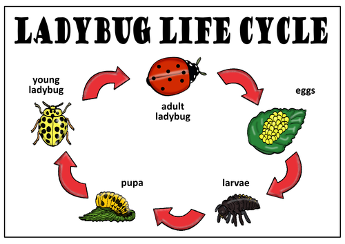 LADYBUGS LIFE CYCLE TEACHING RESOURCES SCIENCE INSECTS MINIBEASTS ...