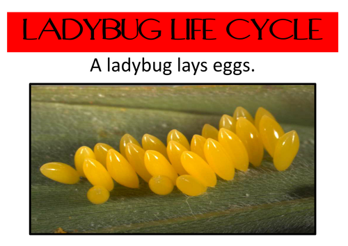 LADYBUGS LIFE CYCLE TEACHING RESOURCES SCIENCE INSECTS MINIBEASTS ...
