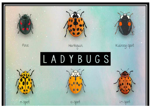 LADYBUGS LIFE CYCLE TEACHING RESOURCES SCIENCE INSECTS MINIBEASTS ...