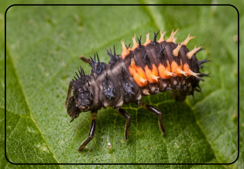 LADYBUGS LIFE CYCLE TEACHING RESOURCES SCIENCE INSECTS MINIBEASTS ...