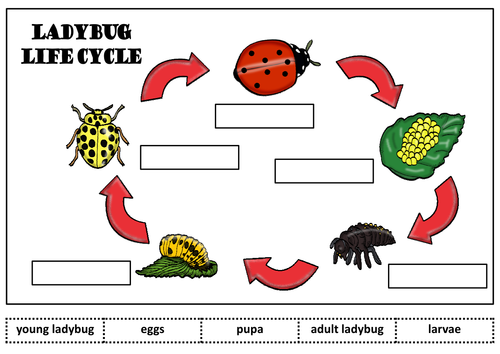 LADYBUGS LIFE CYCLE TEACHING RESOURCES SCIENCE INSECTS MINIBEASTS ...