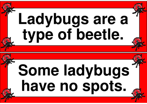 LADYBUGS LIFE CYCLE TEACHING RESOURCES SCIENCE INSECTS MINIBEASTS ...