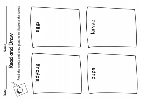 LADYBUGS LIFE CYCLE TEACHING RESOURCES SCIENCE INSECTS MINIBEASTS ...