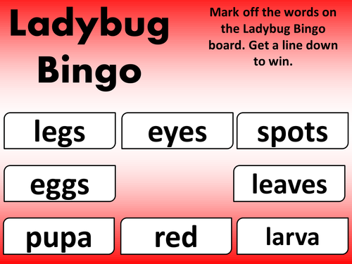 LADYBUGS LIFE CYCLE TEACHING RESOURCES SCIENCE INSECTS MINIBEASTS ...