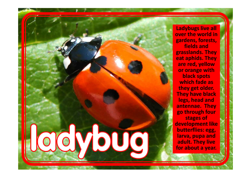 LADYBUGS LIFE CYCLE TEACHING RESOURCES SCIENCE INSECTS MINIBEASTS ...
