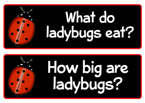 LADYBUGS LIFE CYCLE TEACHING RESOURCES SCIENCE INSECTS MINIBEASTS ...