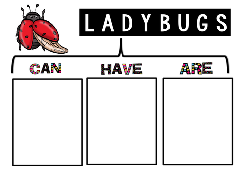 LADYBUGS LIFE CYCLE TEACHING RESOURCES SCIENCE INSECTS MINIBEASTS ...