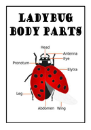 LADYBUGS LIFE CYCLE TEACHING RESOURCES SCIENCE INSECTS MINIBEASTS ...