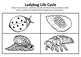 LADYBUGS LIFE CYCLE TEACHING RESOURCES SCIENCE INSECTS MINIBEASTS ...