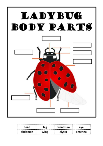 LADYBUGS LIFE CYCLE TEACHING RESOURCES SCIENCE INSECTS MINIBEASTS ...