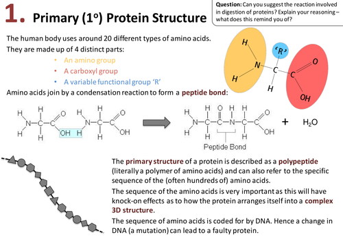 A Level Biology - Protein Structure - Learning Leaders Activity ...
