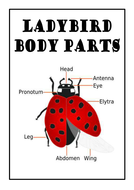 LADYBIRDS LIFE CYCLE TEACHING RESOURCES SCIENCE INSECTS MINIBEASTS ...