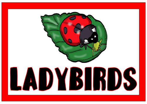 LADYBIRDS LIFE CYCLE TEACHING RESOURCES SCIENCE INSECTS MINIBEASTS ...