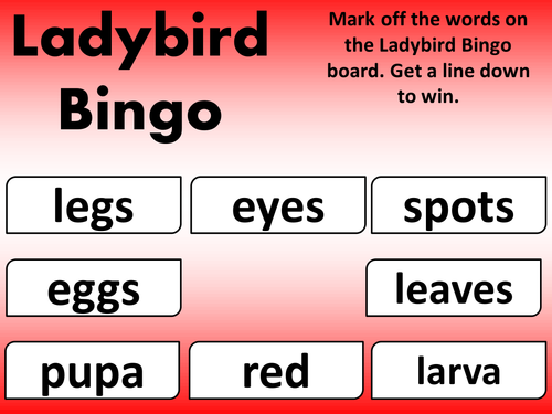 LADYBIRDS LIFE CYCLE TEACHING RESOURCES SCIENCE INSECTS MINIBEASTS ...