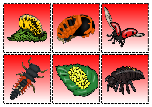 LADYBIRDS LIFE CYCLE TEACHING RESOURCES SCIENCE INSECTS MINIBEASTS ...