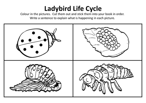 LADYBIRDS LIFE CYCLE TEACHING RESOURCES SCIENCE INSECTS MINIBEASTS ...