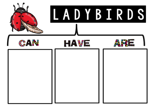 LADYBIRDS LIFE CYCLE TEACHING RESOURCES SCIENCE INSECTS MINIBEASTS ...