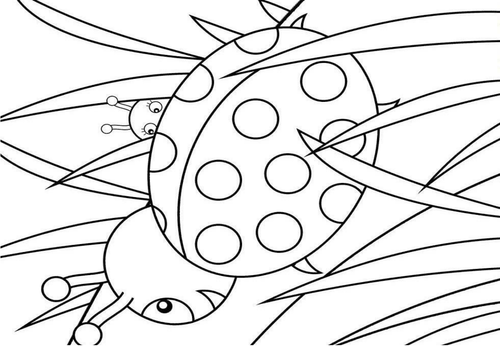 LADYBIRDS LIFE CYCLE TEACHING RESOURCES SCIENCE INSECTS MINIBEASTS ...