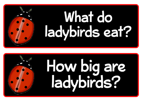 LADYBIRDS LIFE CYCLE TEACHING RESOURCES SCIENCE INSECTS MINIBEASTS ...
