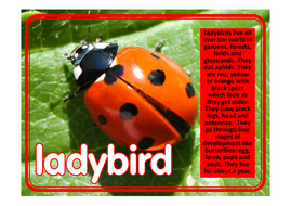 LADYBIRDS LIFE CYCLE TEACHING RESOURCES SCIENCE INSECTS MINIBEASTS ...