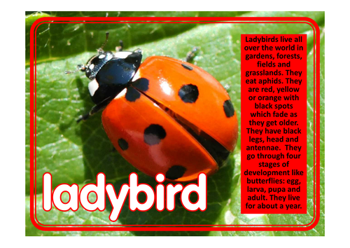 LADYBIRDS LIFE CYCLE TEACHING RESOURCES SCIENCE INSECTS MINIBEASTS ...