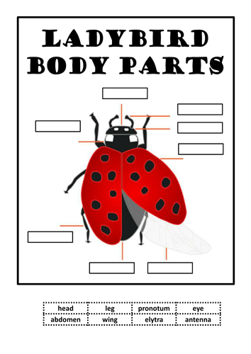 LADYBIRDS LIFE CYCLE TEACHING RESOURCES SCIENCE INSECTS MINIBEASTS ...