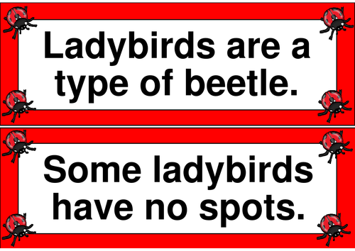 LADYBIRDS LIFE CYCLE TEACHING RESOURCES SCIENCE INSECTS MINIBEASTS ...