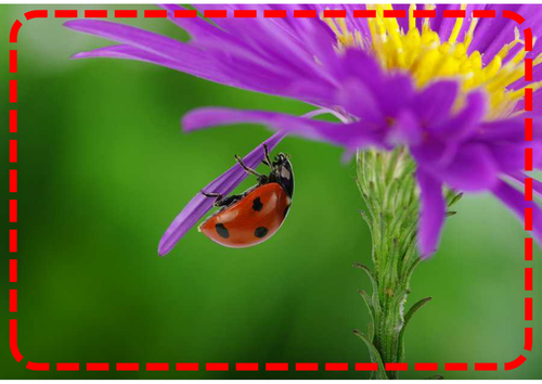 LADYBIRDS LIFE CYCLE TEACHING RESOURCES SCIENCE INSECTS MINIBEASTS ...