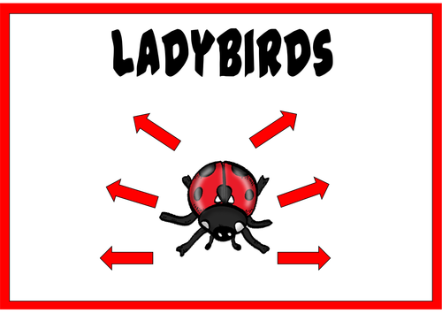 LADYBIRDS LIFE CYCLE TEACHING RESOURCES SCIENCE INSECTS MINIBEASTS ...
