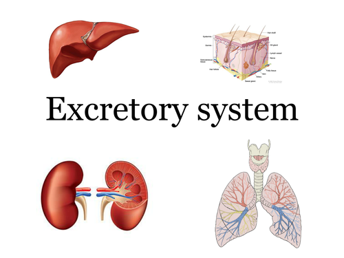 Excretory Organs