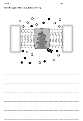 A level Biology - Active Transport: The Sodium-Potassium Pump ...