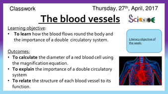 The Blood vessels | Teaching Resources